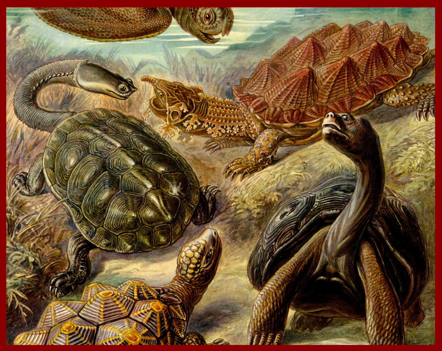 Cooperative Nature - The Natural History Museum